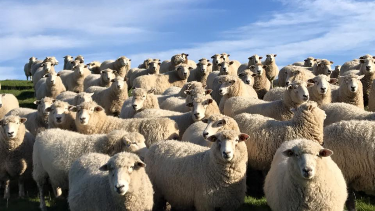 The Sheep Game Visits Viewfield Romneys - Viewfield Romneys